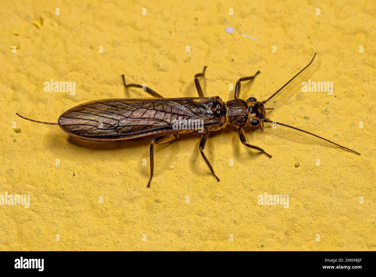 Plecoptera hi-res stock photography and images - Alamy