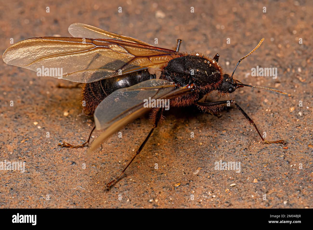 Adult Male Winged Atta Leaf-cutter Ant of the Genus Atta Stock Photo ...