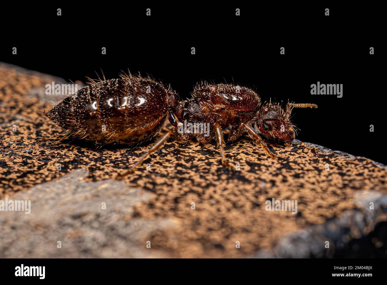 Adult Female Cocktail Ant Queen of the Genus Crematogaster Stock Photo ...