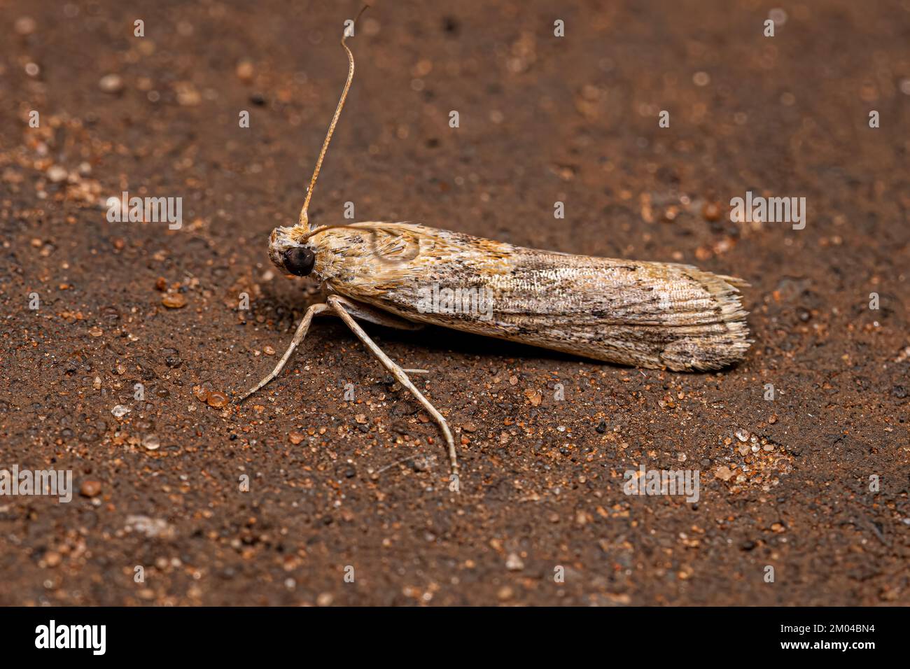 Adult Moth Insect of the order lepidoptera Stock Photo - Alamy