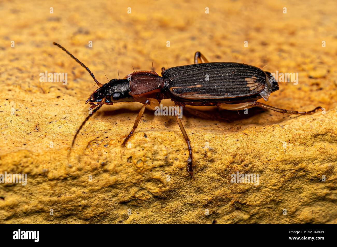 Adult Ground Beetle of the Genus Apenes Stock Photo - Alamy