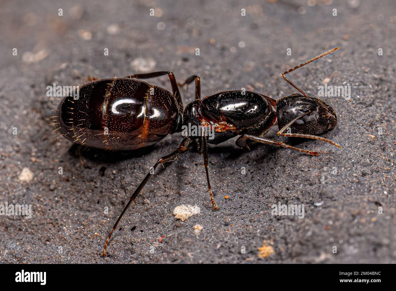Adult Female Carpenter Queen Ant of the genus Camponotus Stock Photo ...