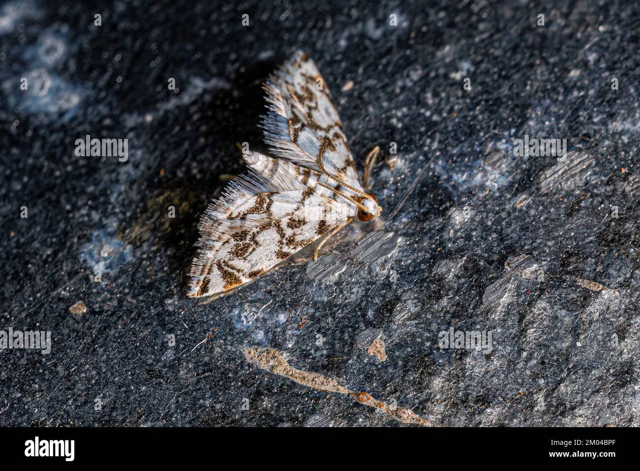Adult Crambid Moth of the Family Crambidae Stock Photo - Alamy