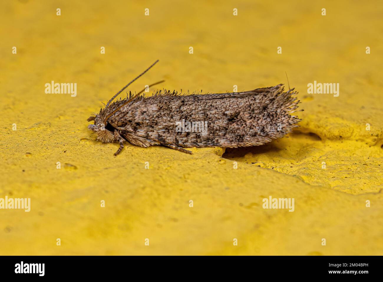Tineidae hi-res stock photography and images - Alamy