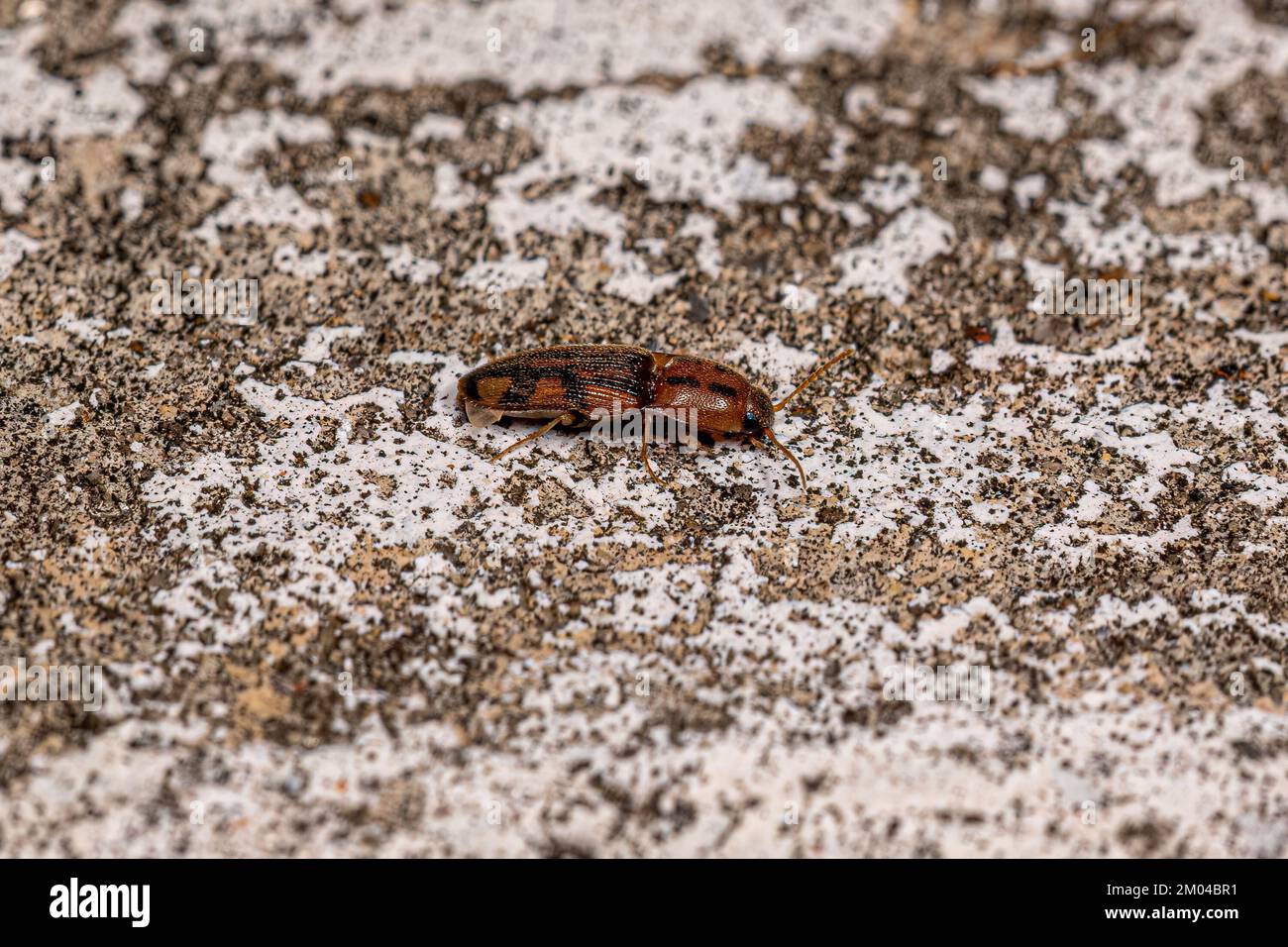 Family elateridae hi-res stock photography and images - Alamy