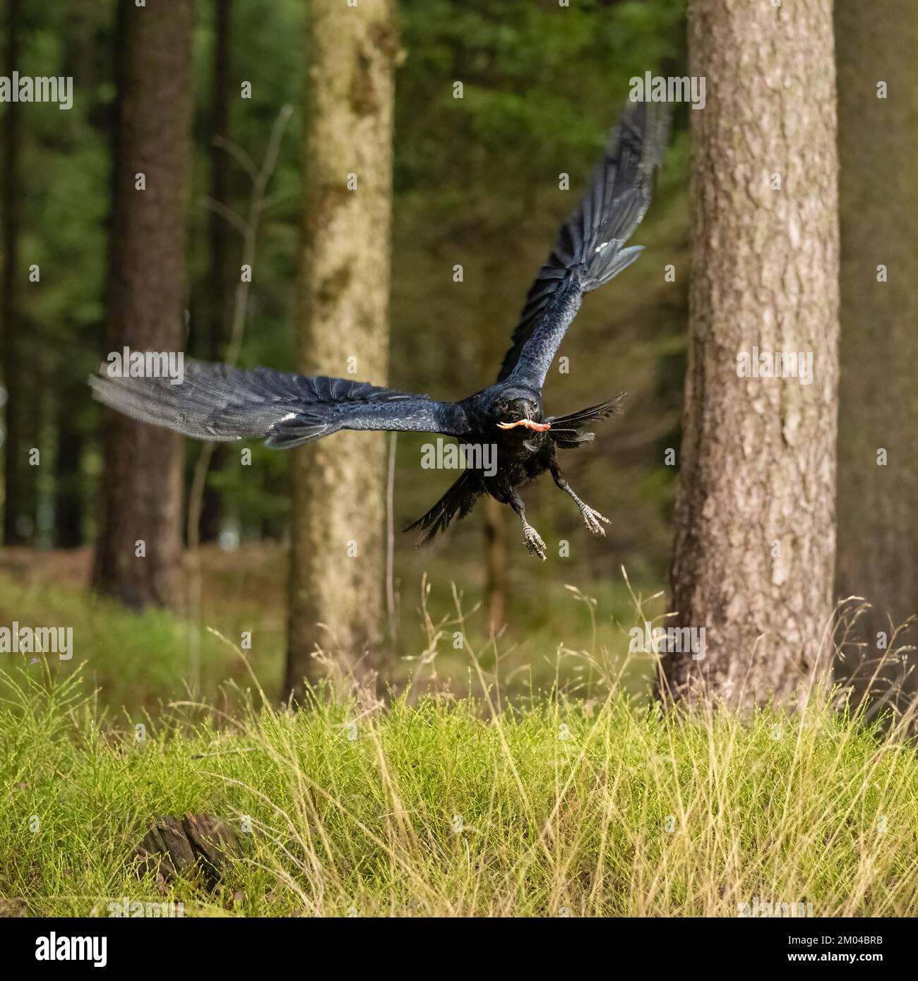 Raven flying in The Bohemian Moravian Highlands Stock Photo - Alamy