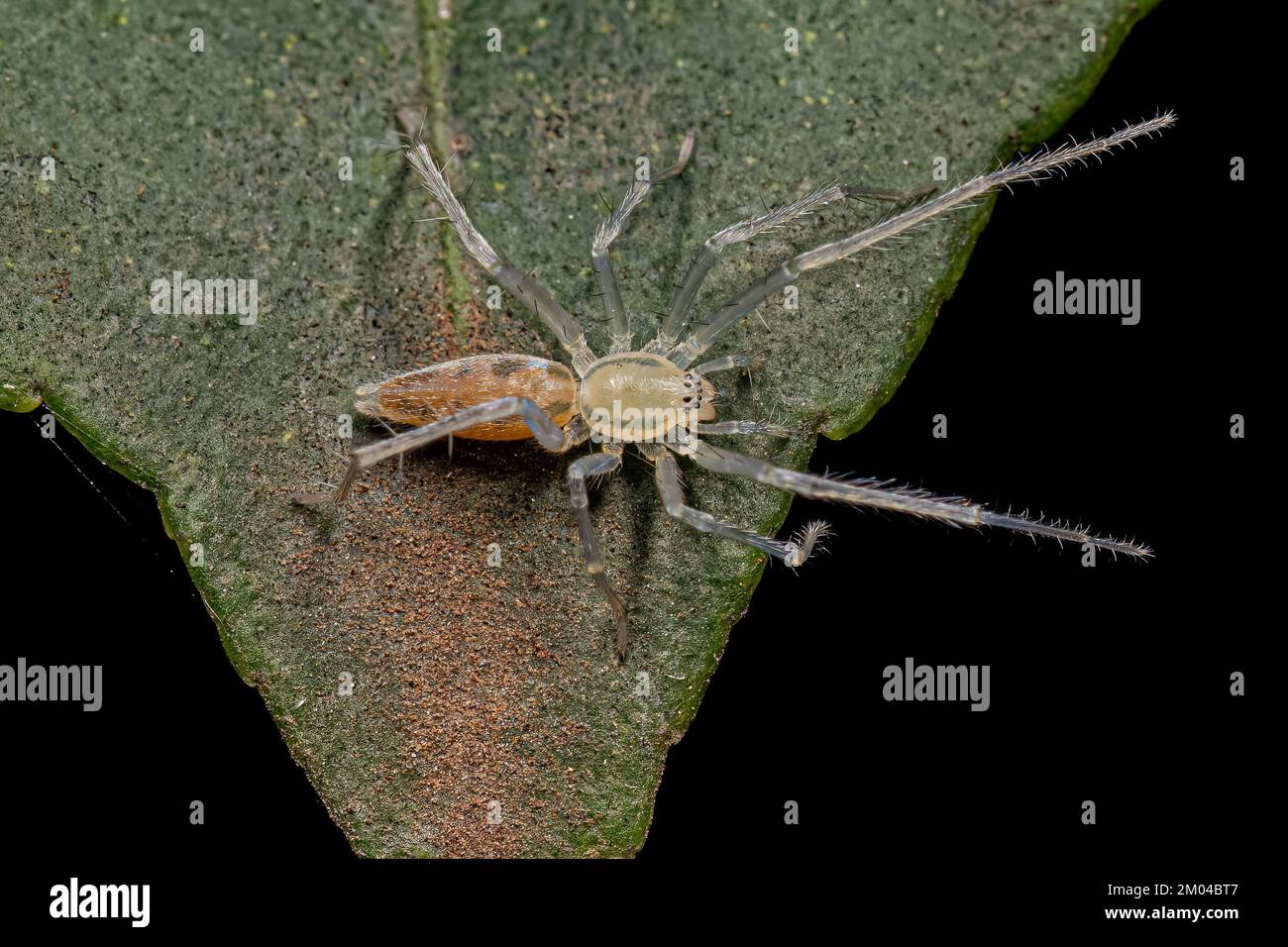 Small Ghost Spider of the Family Anyphaenidae Stock Photo - Alamy