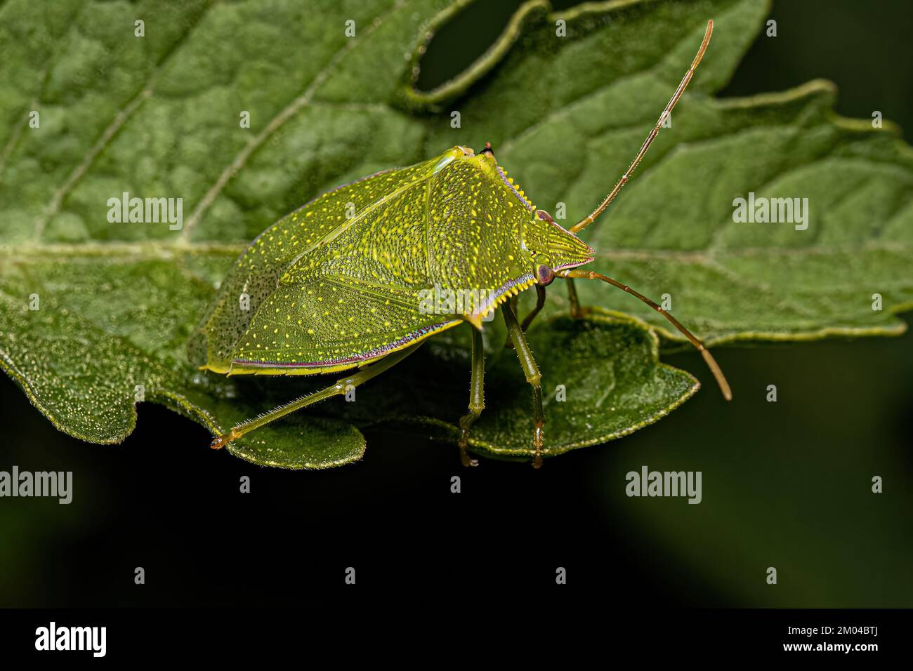Adult Stink Bug of the Genus Loxa Stock Photo - Alamy