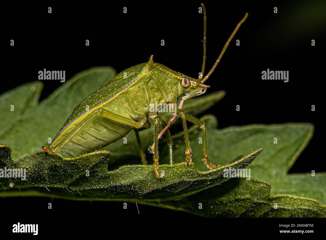 Adult Stink Bug of the Genus Loxa Stock Photo - Alamy