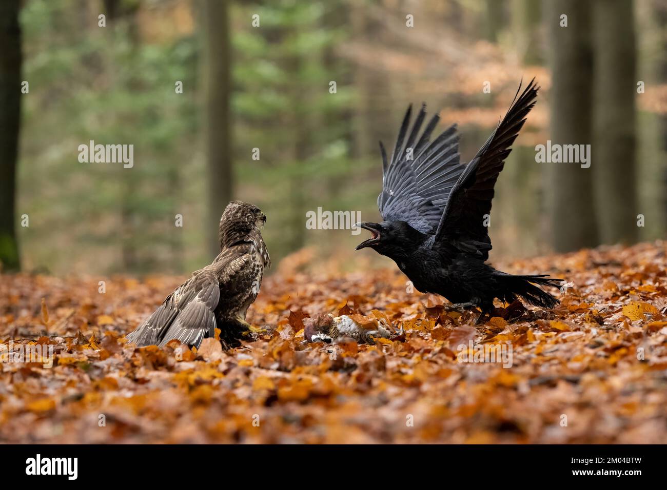 For life and death. Buzzard and Raven fight Stock Photo - Alamy