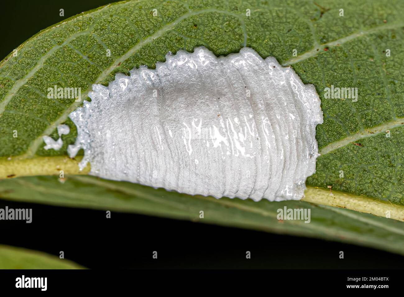 Brochosomes for eggs of insects of the Superfamily Membracoidea Stock ...