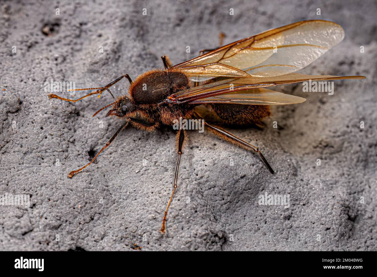 Adult Male Winged Atta Leaf-cutter Ant of the Genus Atta Stock Photo ...