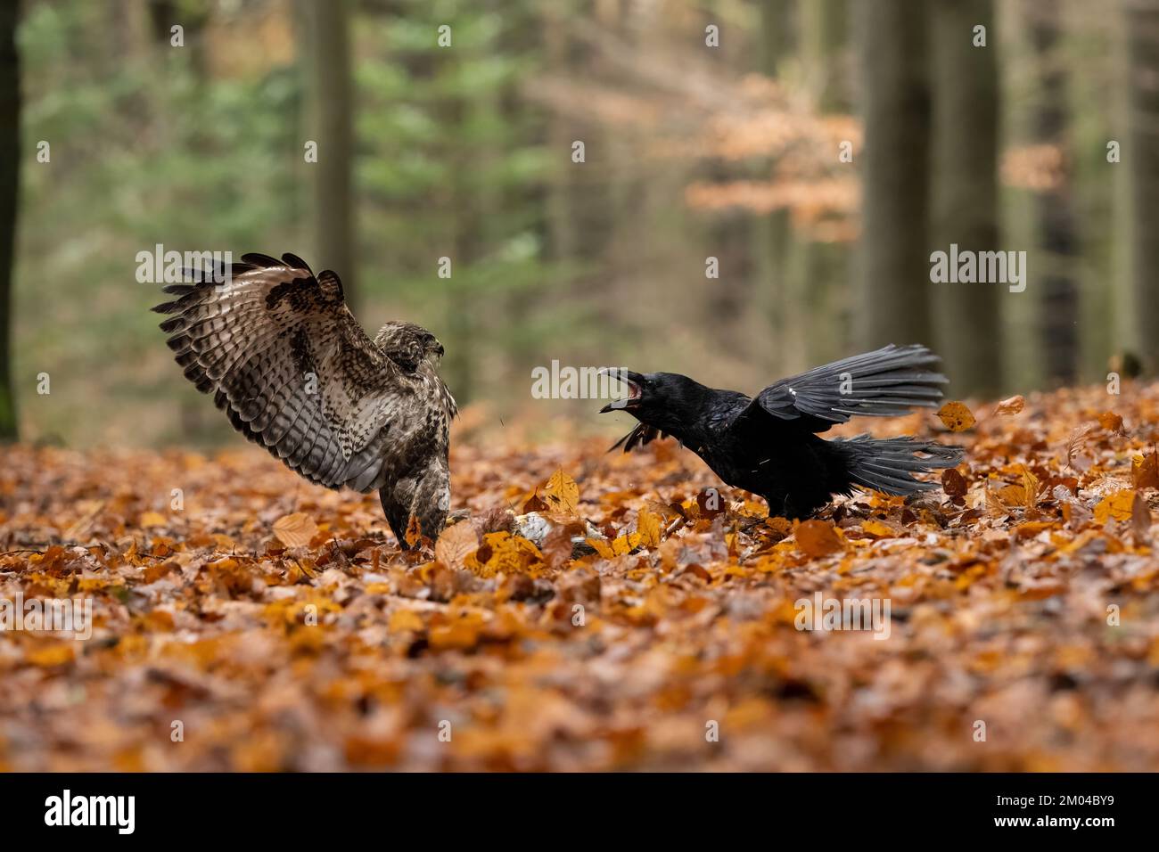 For life and death. Buzzard and Raven fight Stock Photo - Alamy