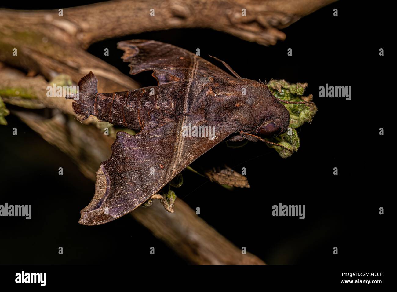 Adult Swift-winged Sphinx Moth of the species Enyo ocypete Stock Photo ...