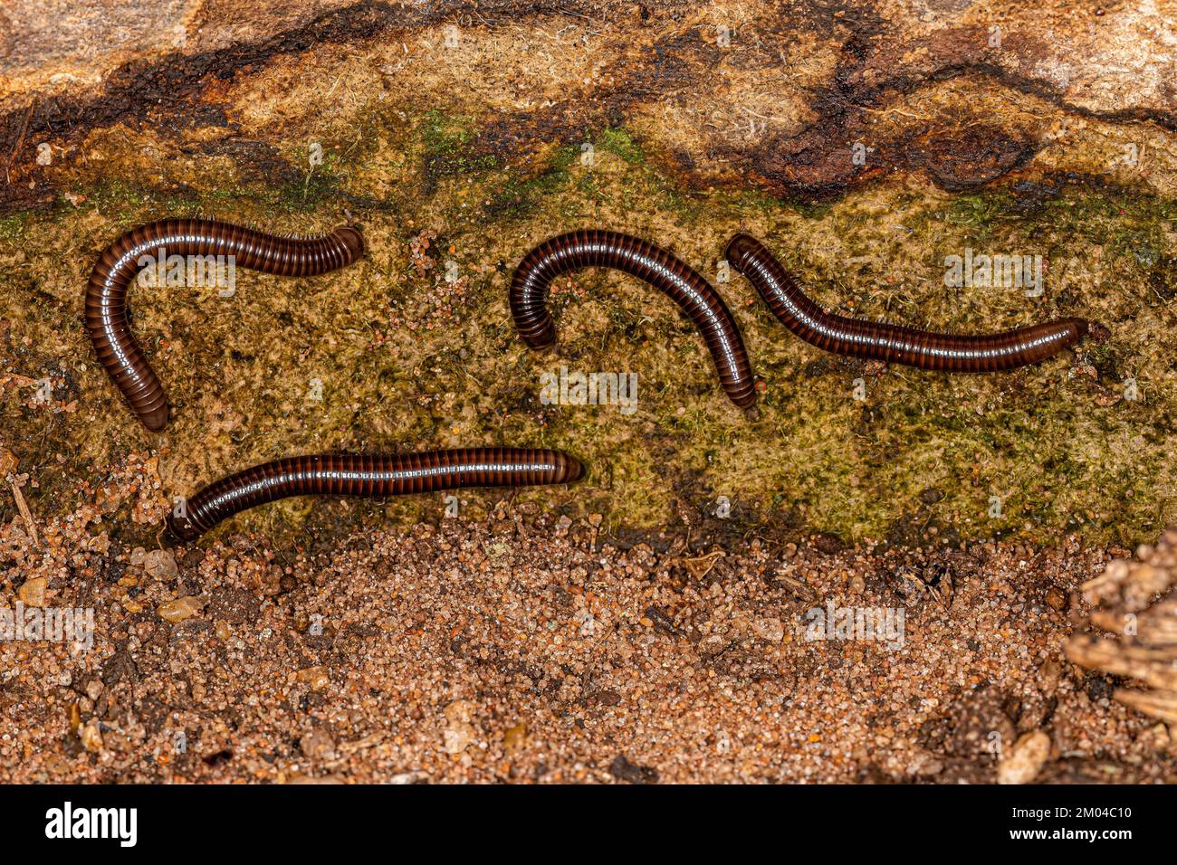 Arthropod class hi-res stock photography and images - Alamy