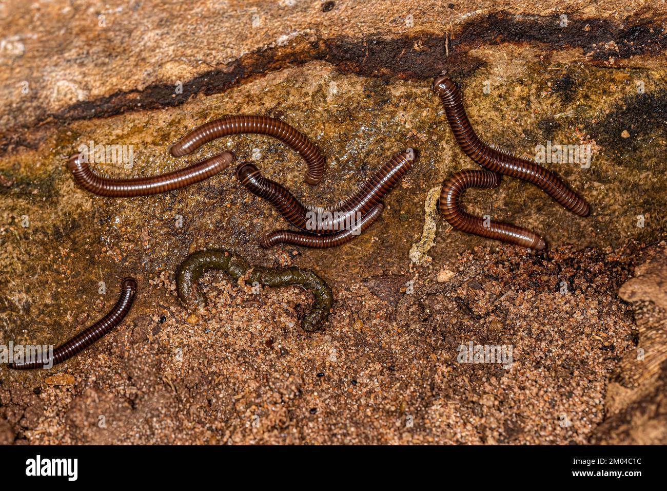 Diplopoda class hi-res stock photography and images - Alamy