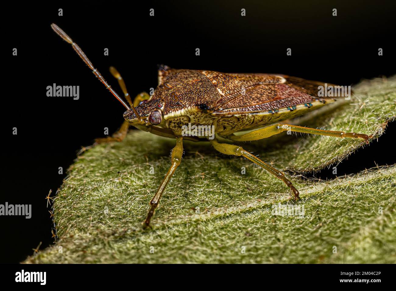 Adult Predatory Stink Bug of the species Podisus nigrispinus Stock ...