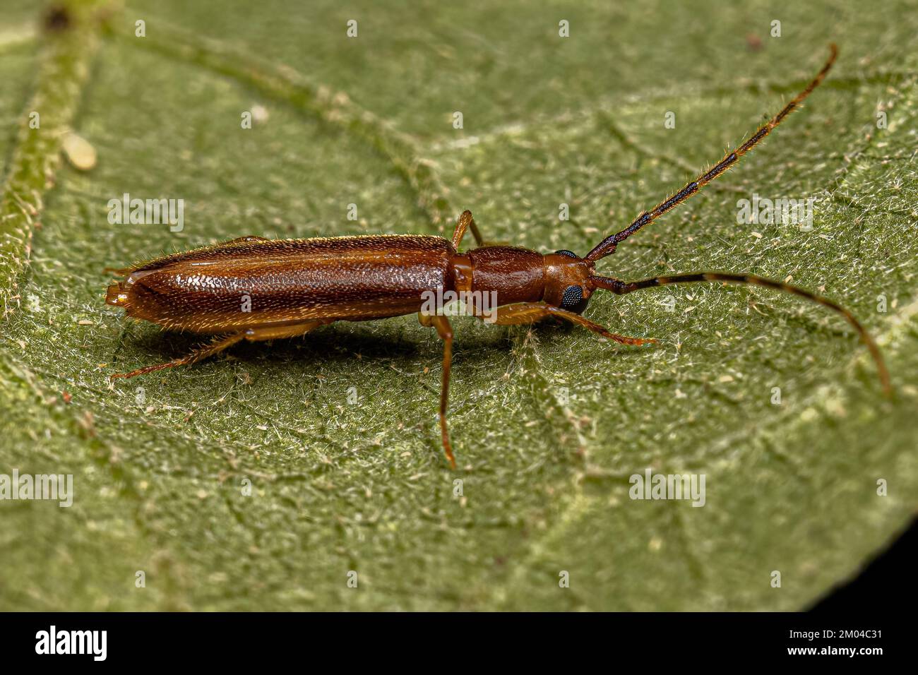 Typical longhorn beetles hi-res stock photography and images - Alamy