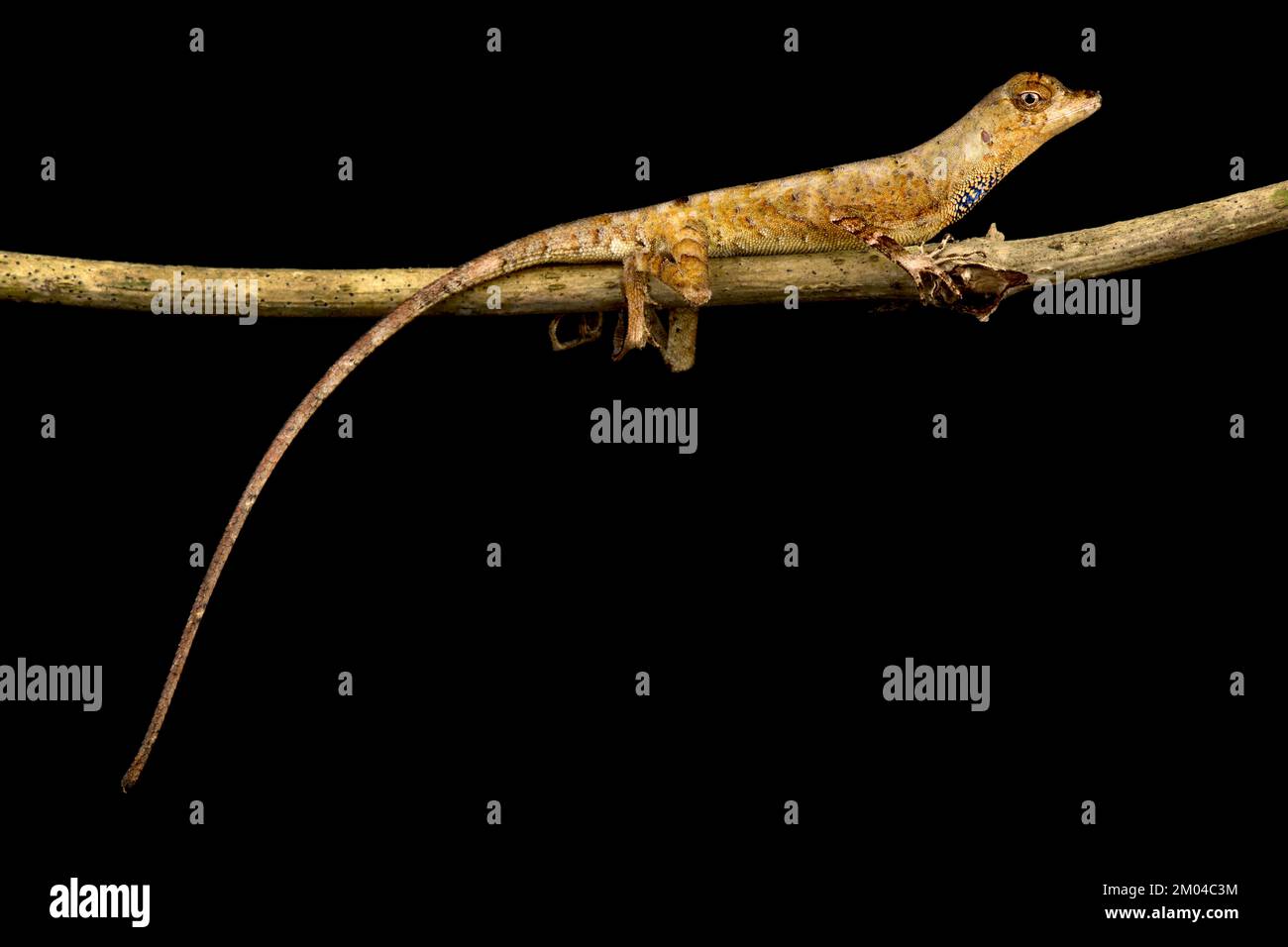 Goldenscale Anole (Norops nitens Stock Photo - Alamy