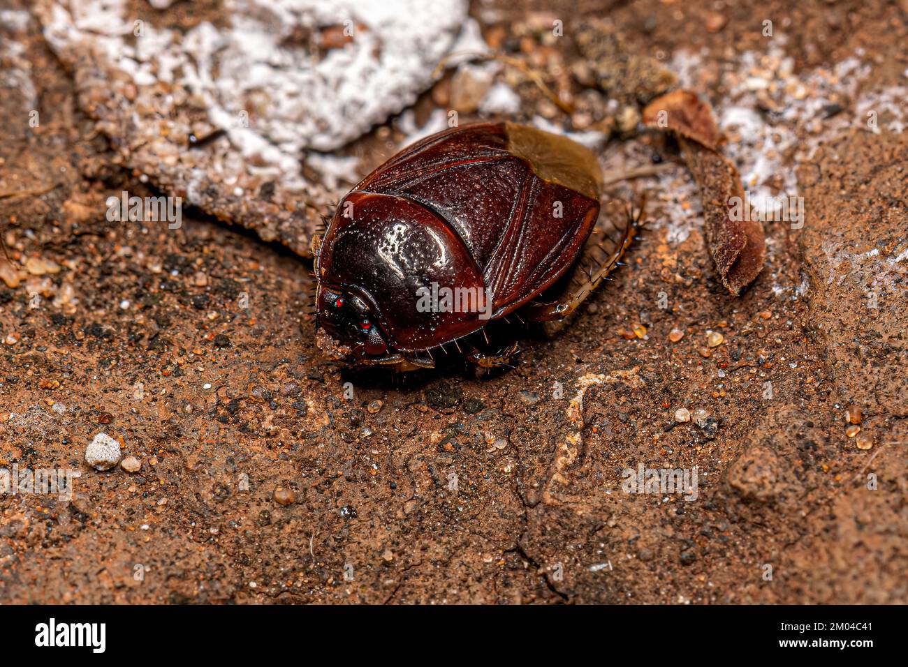 Adult Burrowing Bug of the Family Cydnidae Stock Photo - Alamy