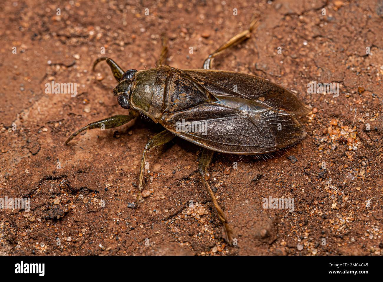 Belostomatinae hi-res stock photography and images - Alamy