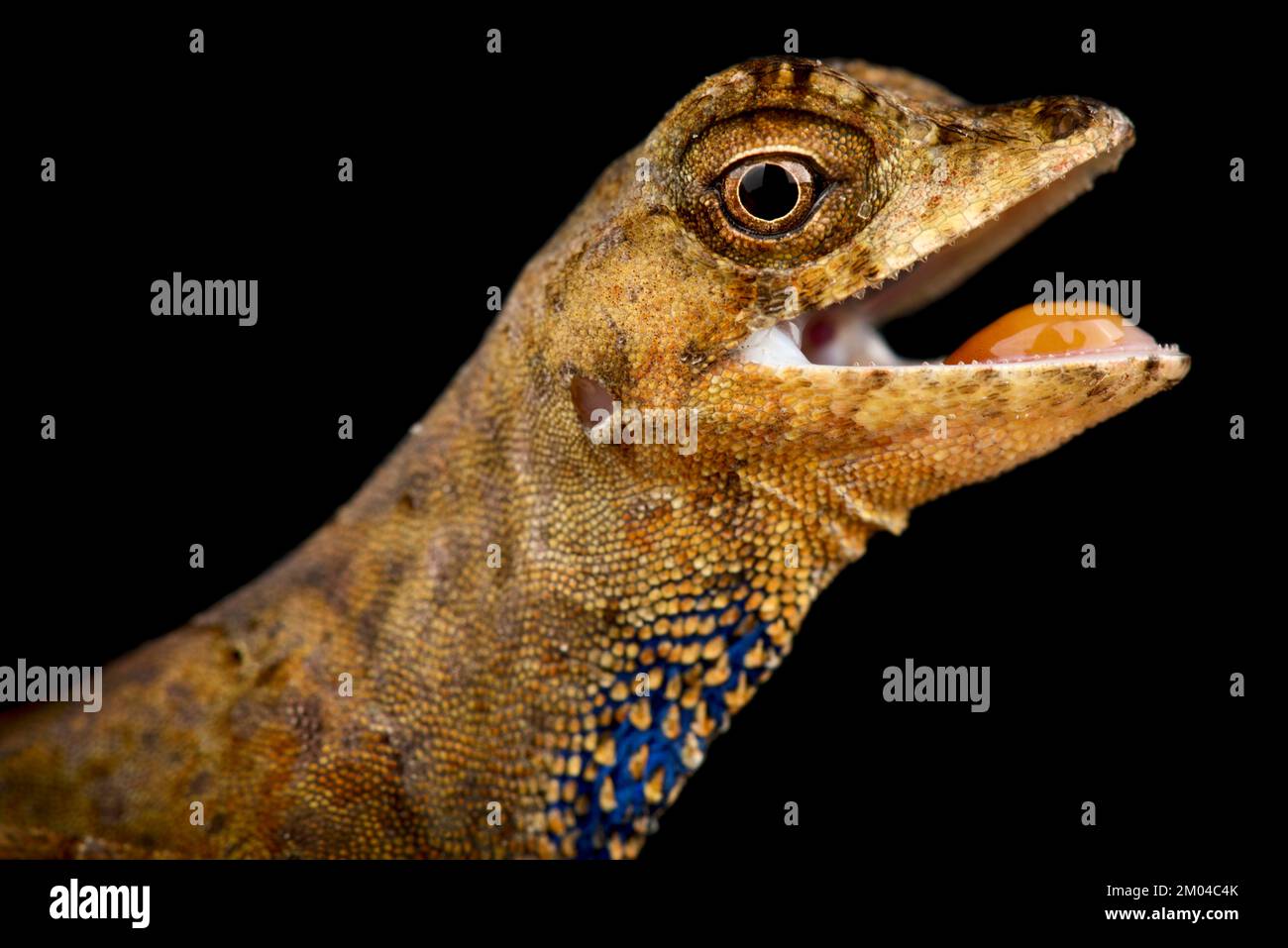 Goldenscale Anole (Norops nitens Stock Photo - Alamy