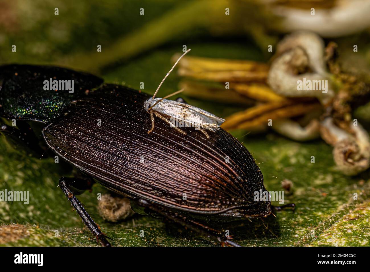 Adult Moth Insect of the order lepidoptera on a carabid beetle Stock ...