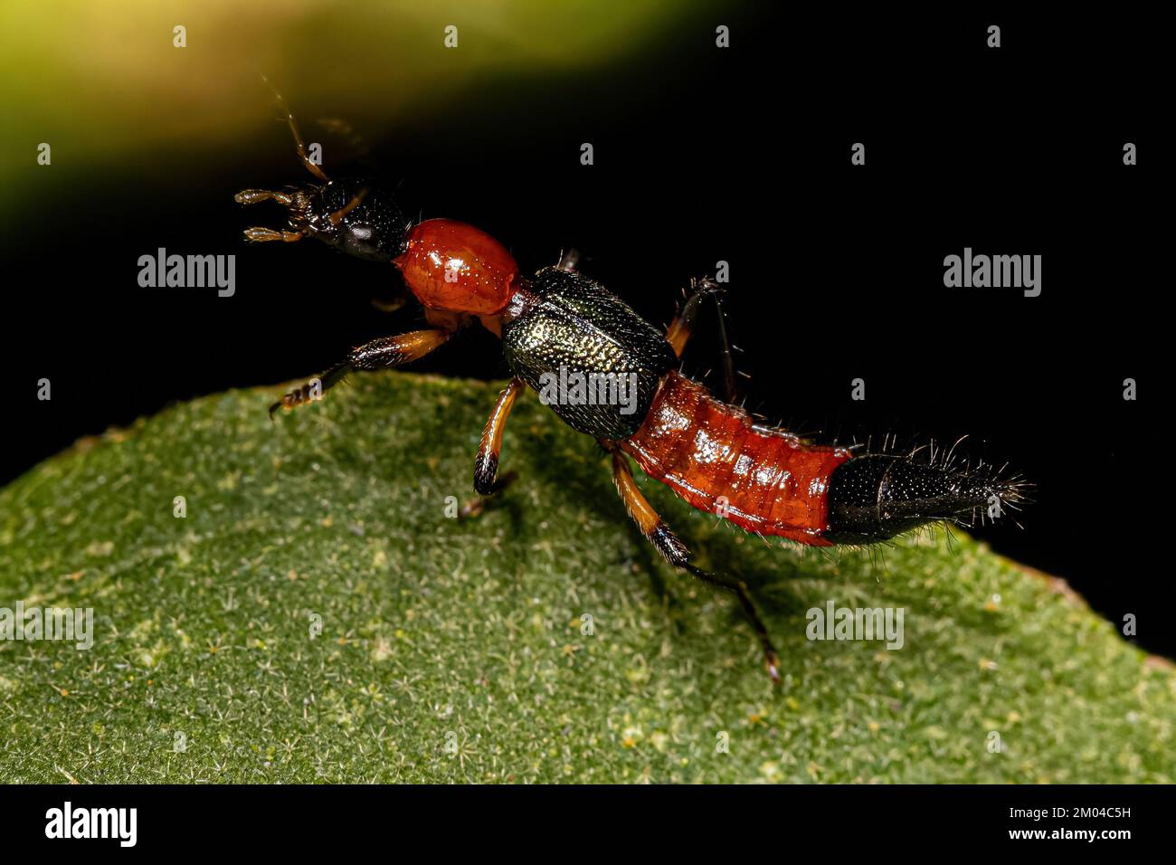 Adult Whiplash Beetle of the Genus Paederus Stock Photo - Alamy