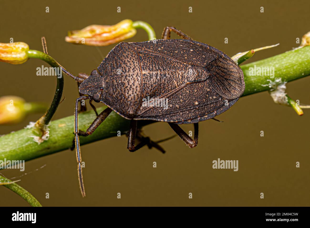Hemipteran species hi-res stock photography and images - Alamy