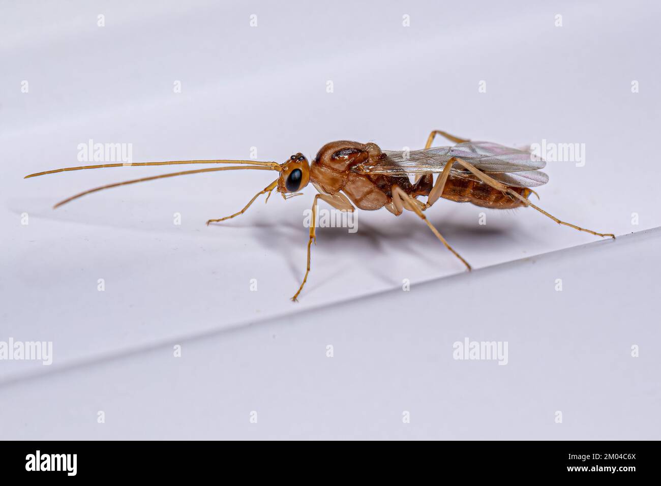Adult Male Winged Trap-jaw Ant of the Genus Odontomachus Stock Photo ...