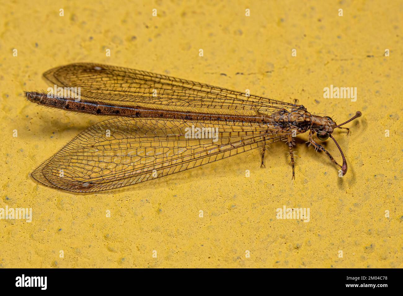 Adult Antlion Insect of the Family Myrmeleontidae Stock Photo - Alamy