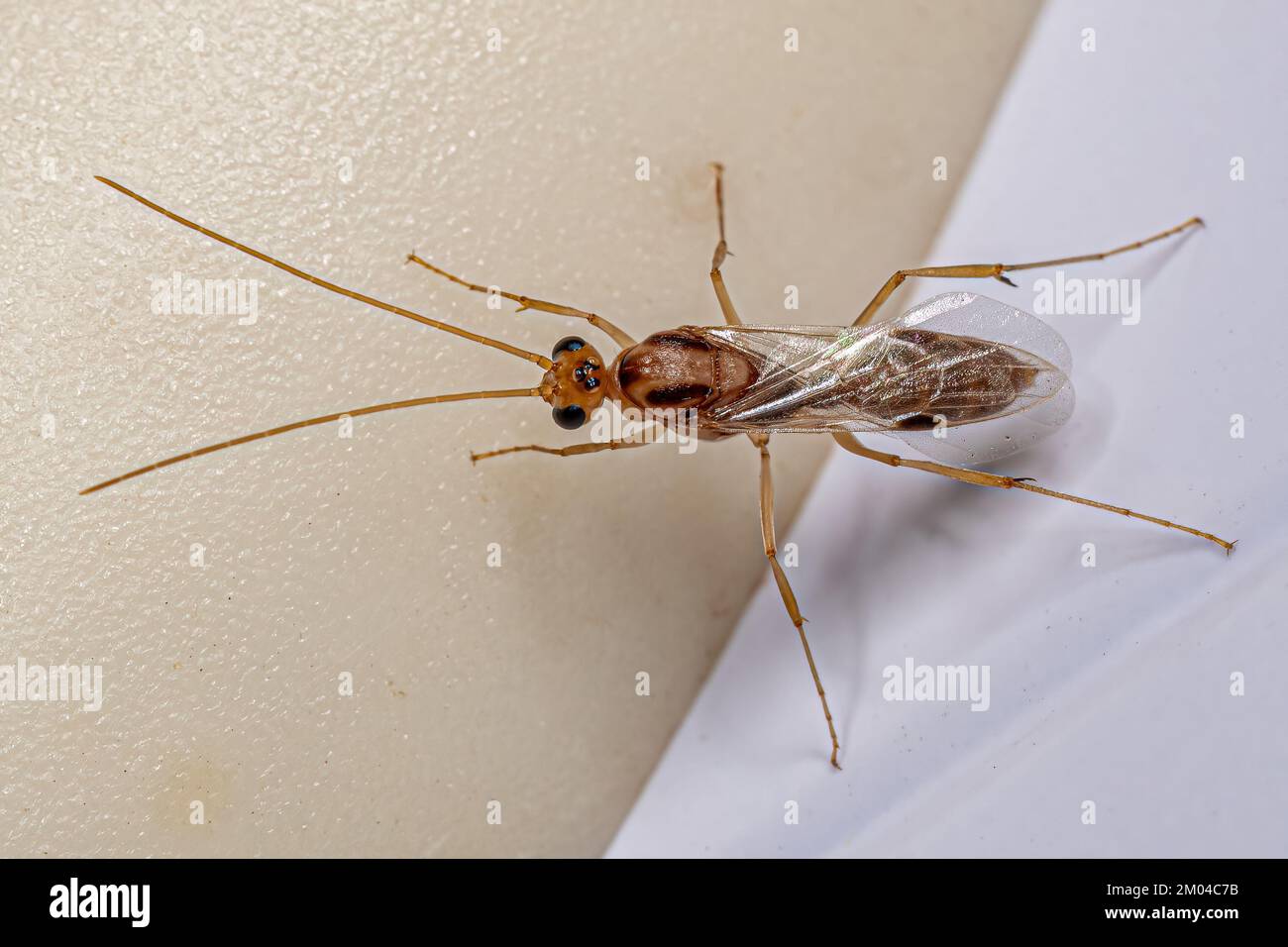 Adult Male Winged Trap-jaw Ant of the Genus Odontomachus Stock Photo ...