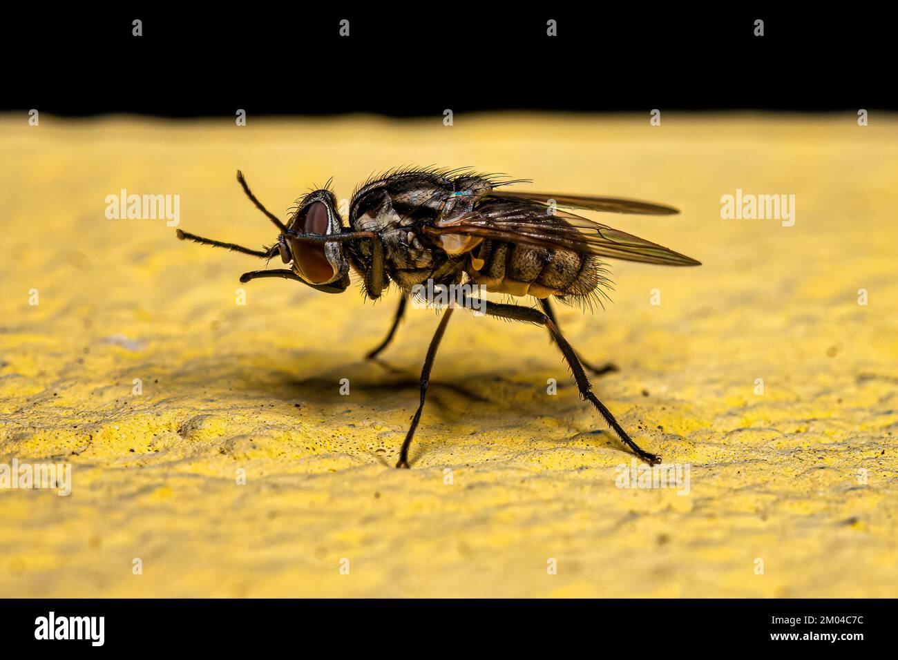 Stomoxys calcitrans muscidae hi-res stock photography and images - Alamy