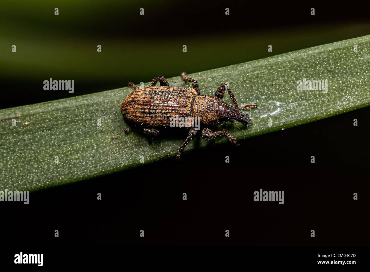 Adult True Weevil of the Family Curculionidae Stock Photo - Alamy