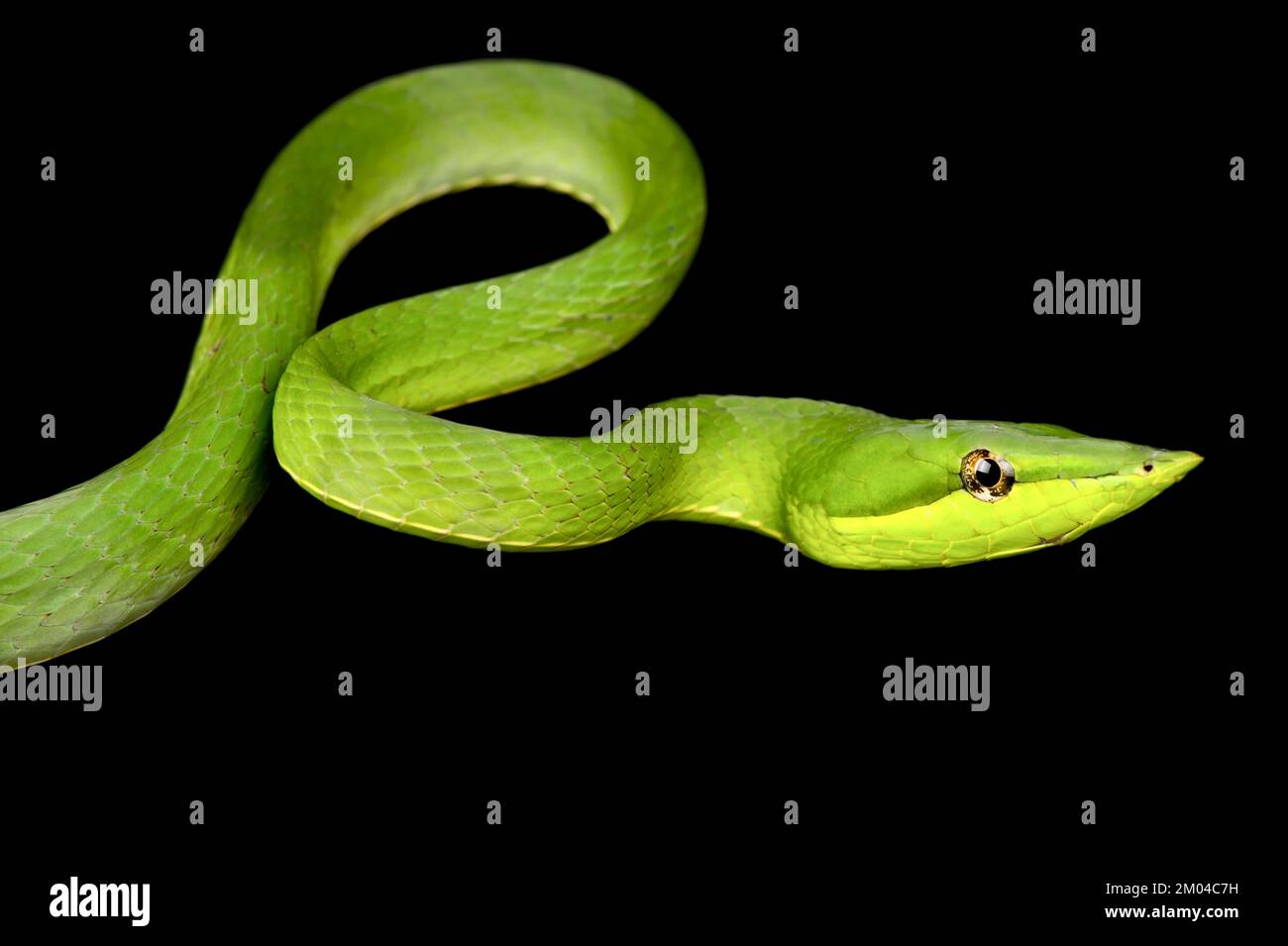 Green vine snake (Oxybelis fulgidus Stock Photo - Alamy
