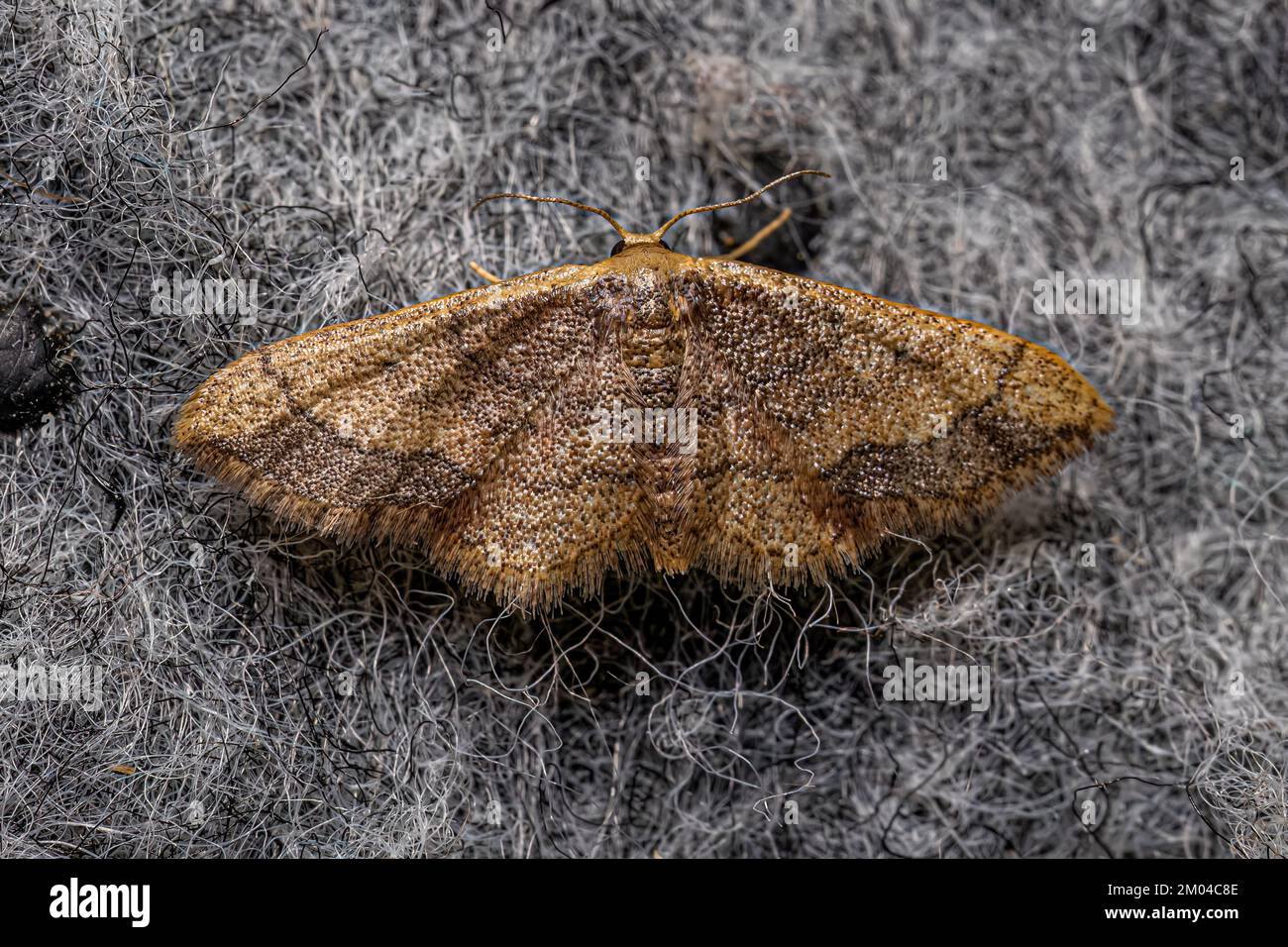 Adult Geometer Moth of the Family Geometridae Stock Photo - Alamy