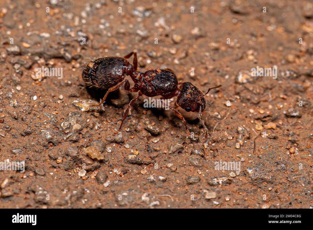 Adult Female Big-headed Ant Queen of the Genus Pheidole Stock Photo - Alamy