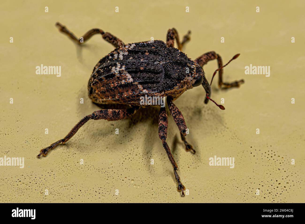 Adult True Weevil of the Genus Eubulus Stock Photo - Alamy