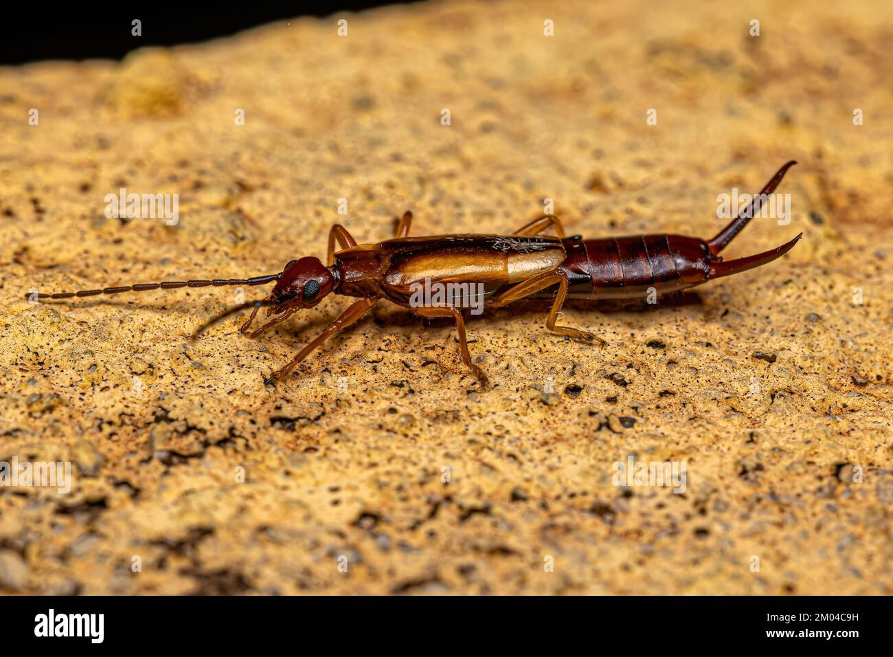 Doru taeniatum hi-res stock photography and images - Alamy