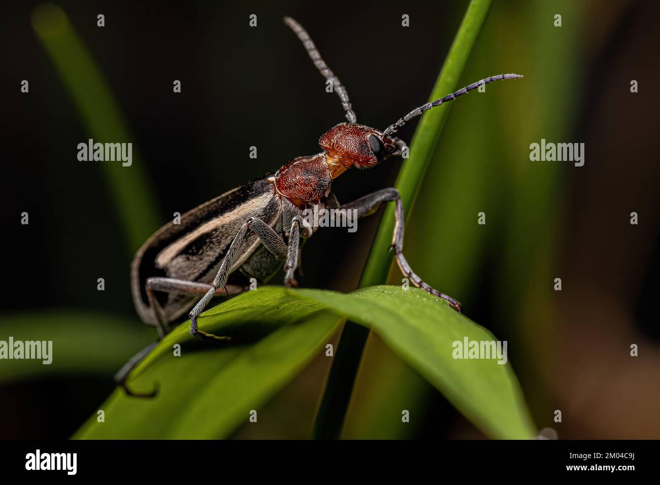 Adult Burning Blister Beetle of the Genus Epicauta Stock Photo - Alamy