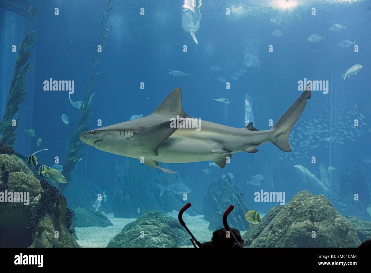 Underwater dive shark salt hi-res stock photography and images - Alamy