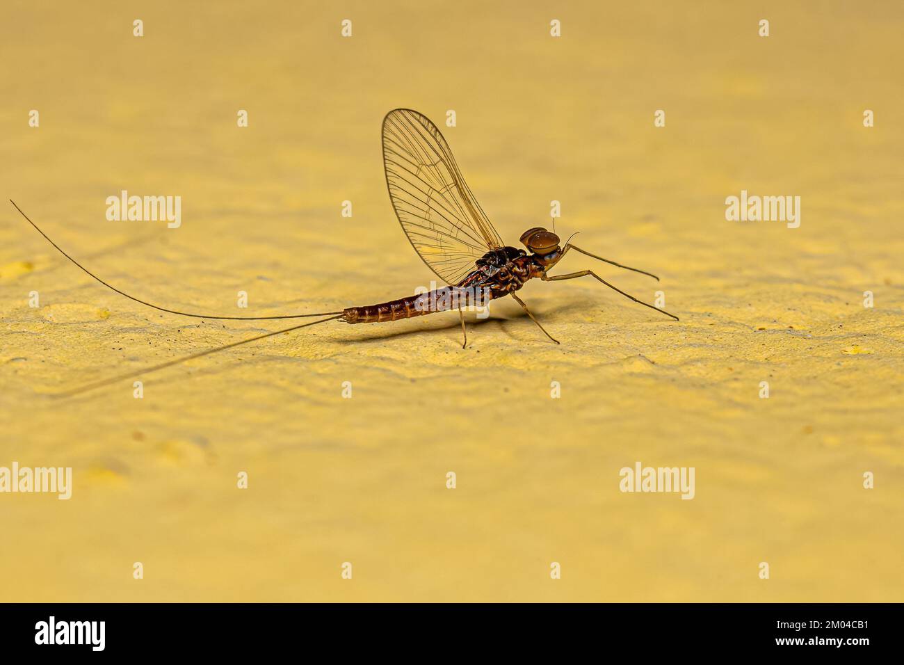 Adult Male Mayfly Insect of the Family Baetidae Stock Photo - Alamy