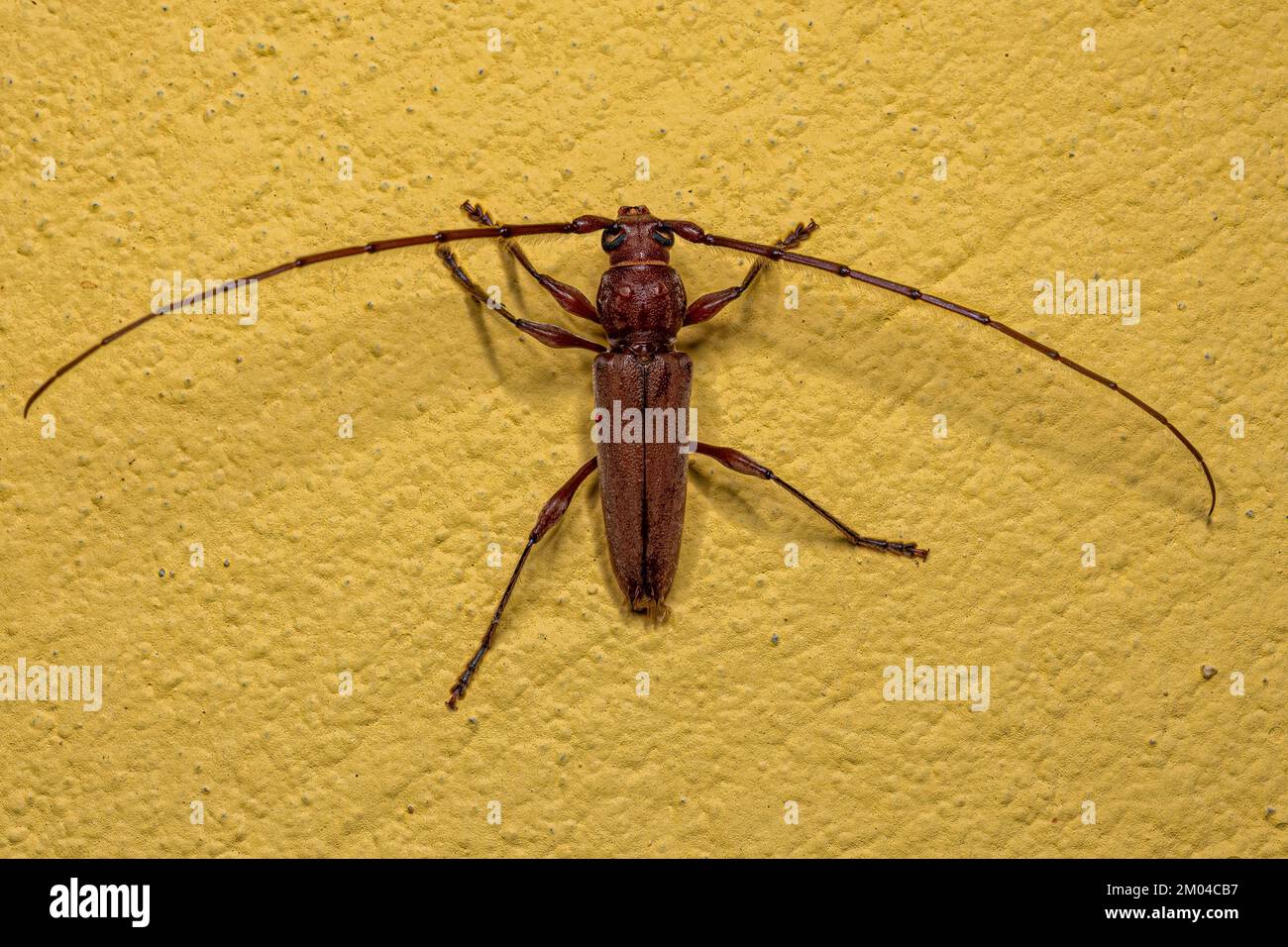Typical longhorn beetles hi-res stock photography and images - Alamy