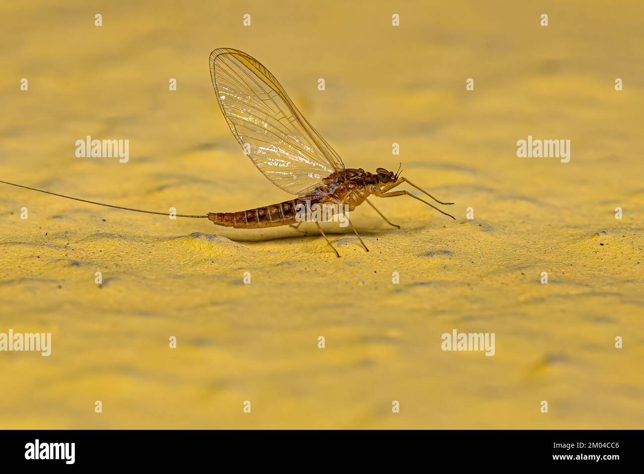 Adult Female Mayfly Insect of the Family Baetidae Stock Photo - Alamy