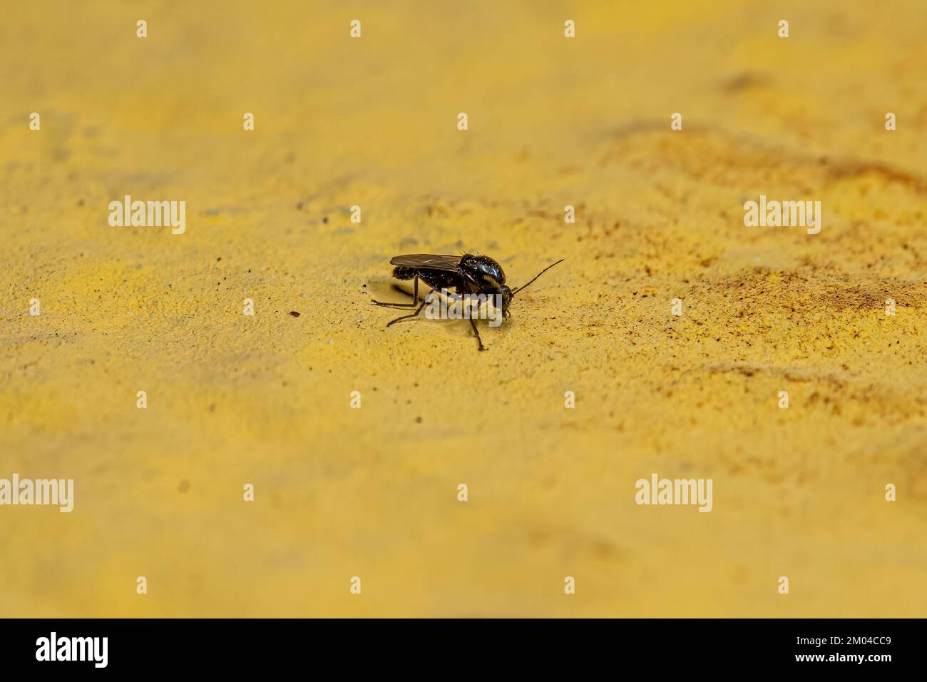 Adult Biting Midge of the Family Ceratopogonidae Stock Photo - Alamy