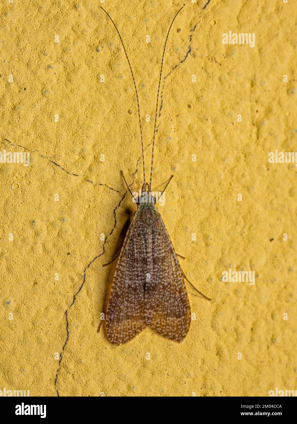 Adult Caddisfly Insect of the Genus Leptonema Stock Photo - Alamy