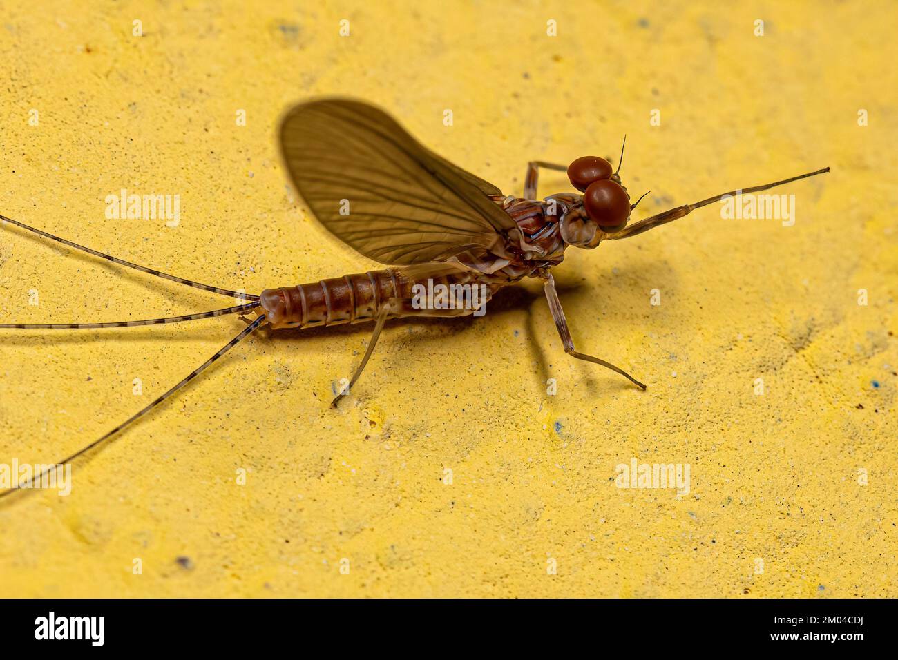 Adult Male Prong-gilled Mayfly of the genus Thraulodes Stock Photo - Alamy
