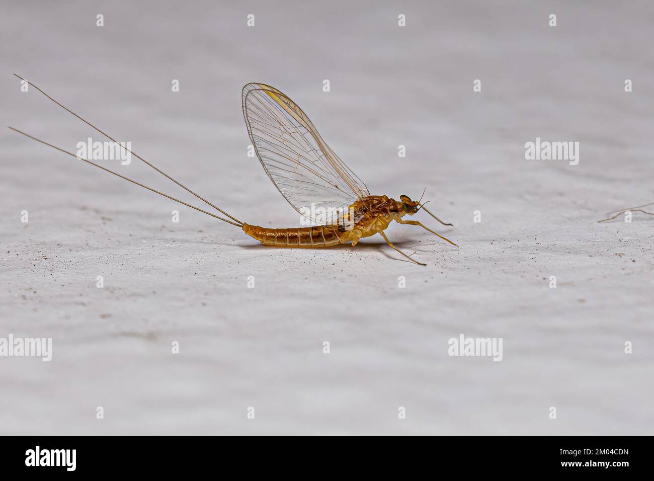 Adult Female Mayfly Insect of the Family Baetidae Stock Photo - Alamy
