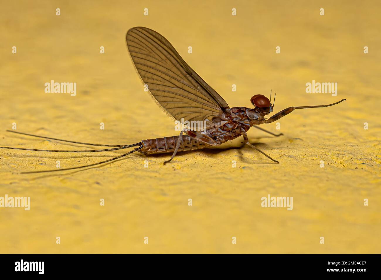Adult Male Prong-gilled Mayfly of the genus Thraulodes Stock Photo - Alamy