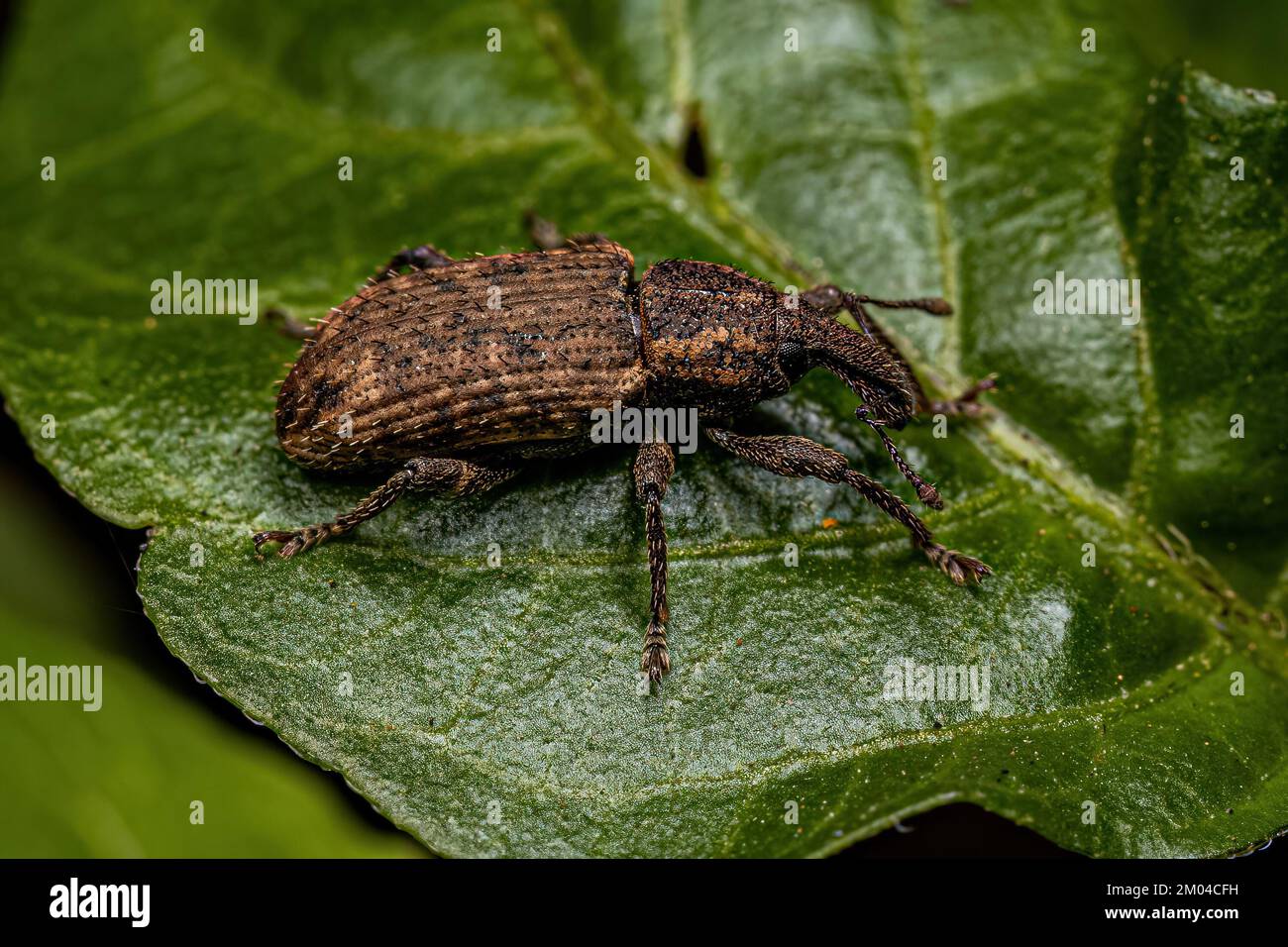 Adult True Weevil of the Family Curculionidae Stock Photo - Alamy
